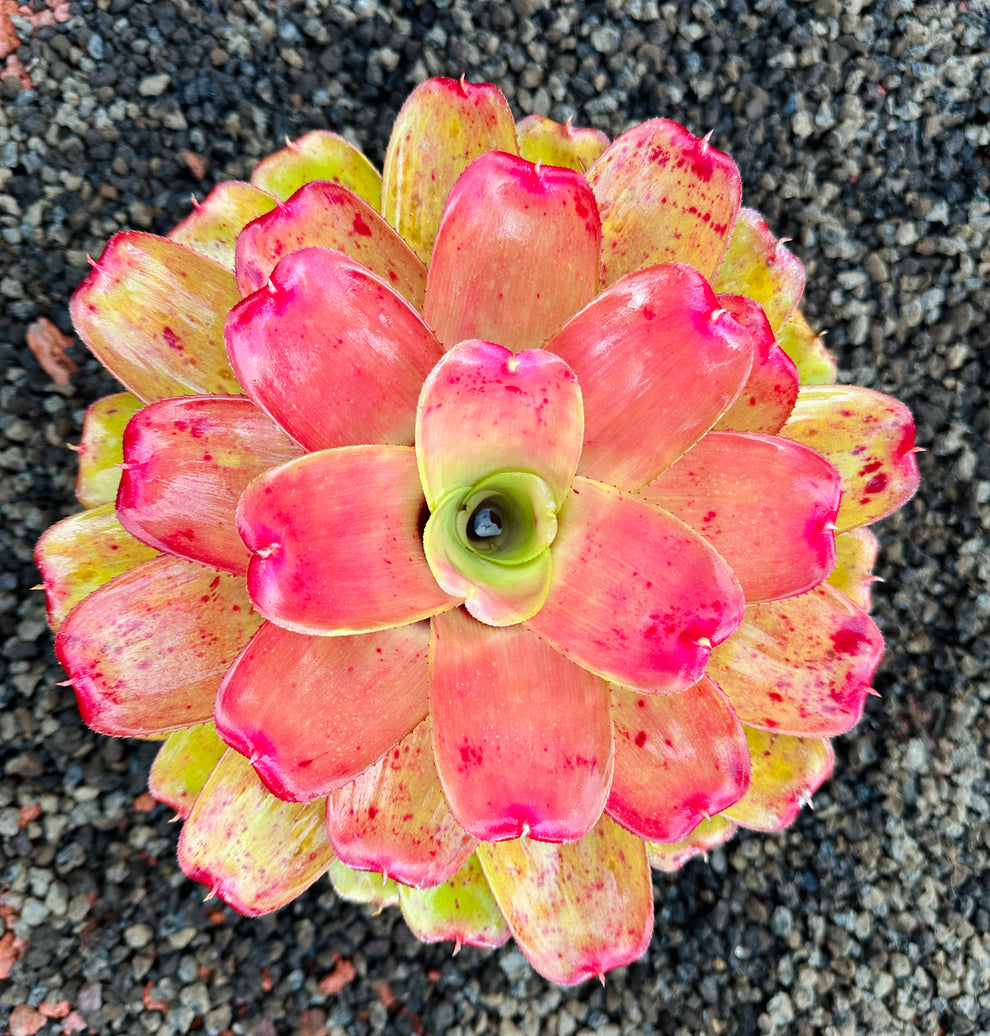 Neoregelia ‘Orange Crush’ x ‘Hawaiian Rainforest’ – Bromeliads Hawaii