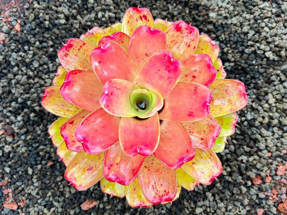 Neoregelia ‘Orange Crush’ x ‘Hawaiian Rainforest’ – Bromeliads Hawaii